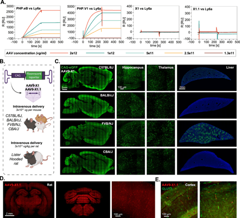 Hot Plasmids February 2024